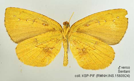 Papua Insects Foundation (Lepidoptera/Callidulidae/Agonis dymus)